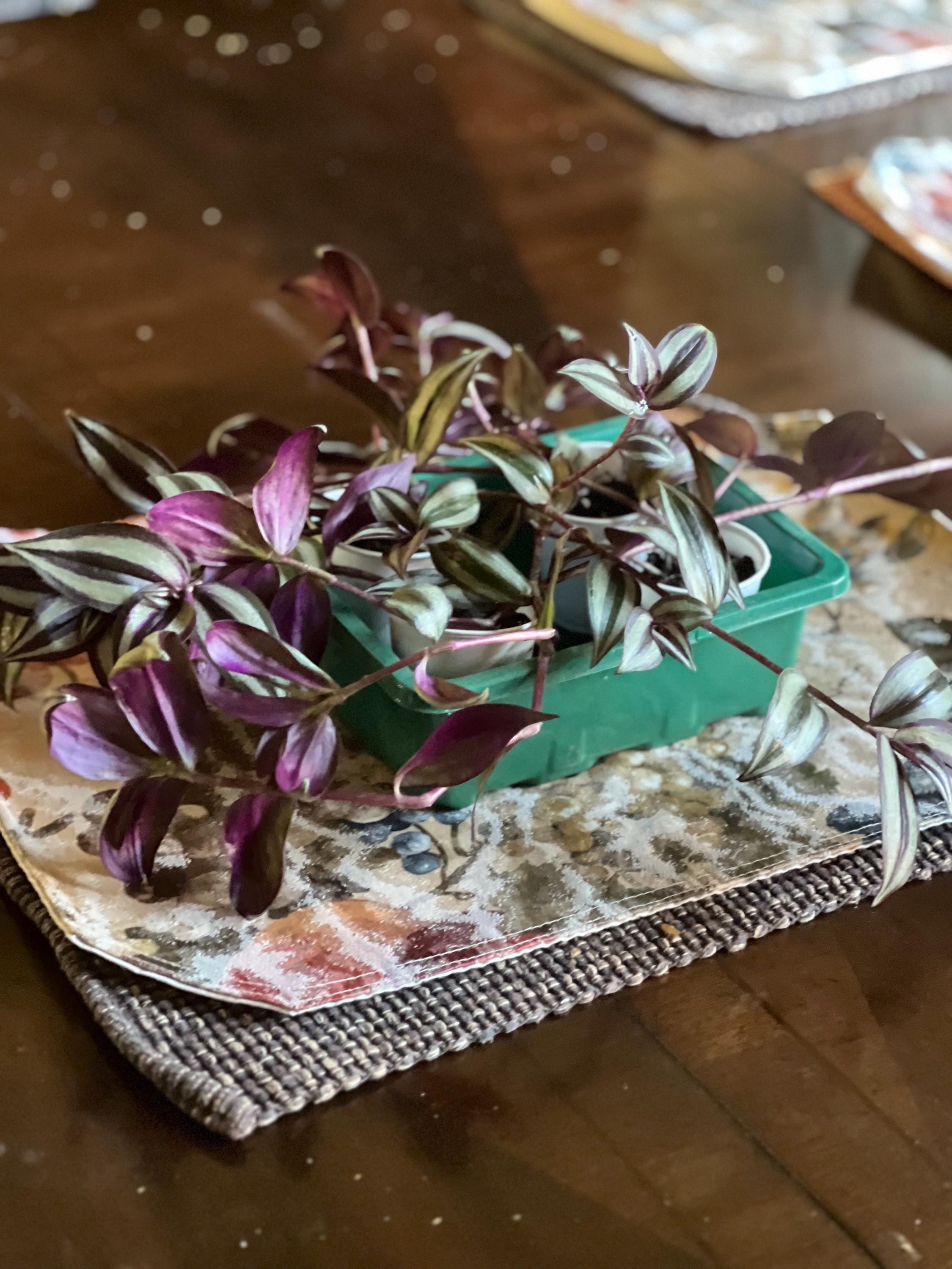 Wandering Dude, Tradescantia Zebrina Plant, Wandering Jew, Starter ...