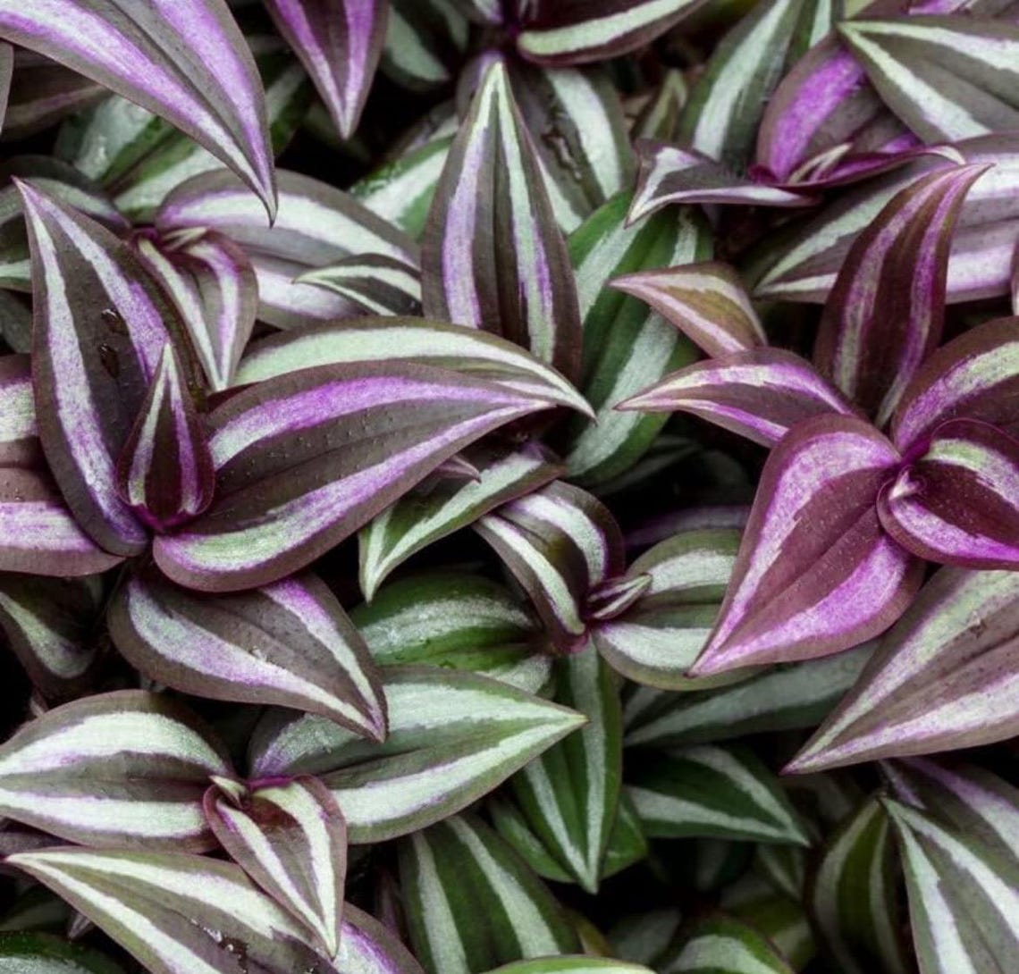 Wandering Dude, Tradescantia Zebrina Plant, Wandering Jew, Starter ...