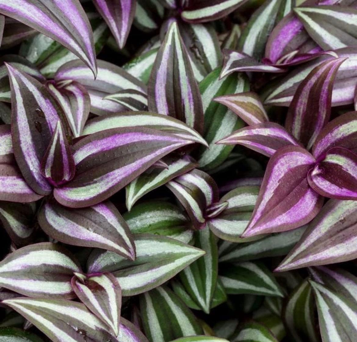 Wandering Dude, Tradescantia Zebrina Plant, Wandering Jew, Starter ...