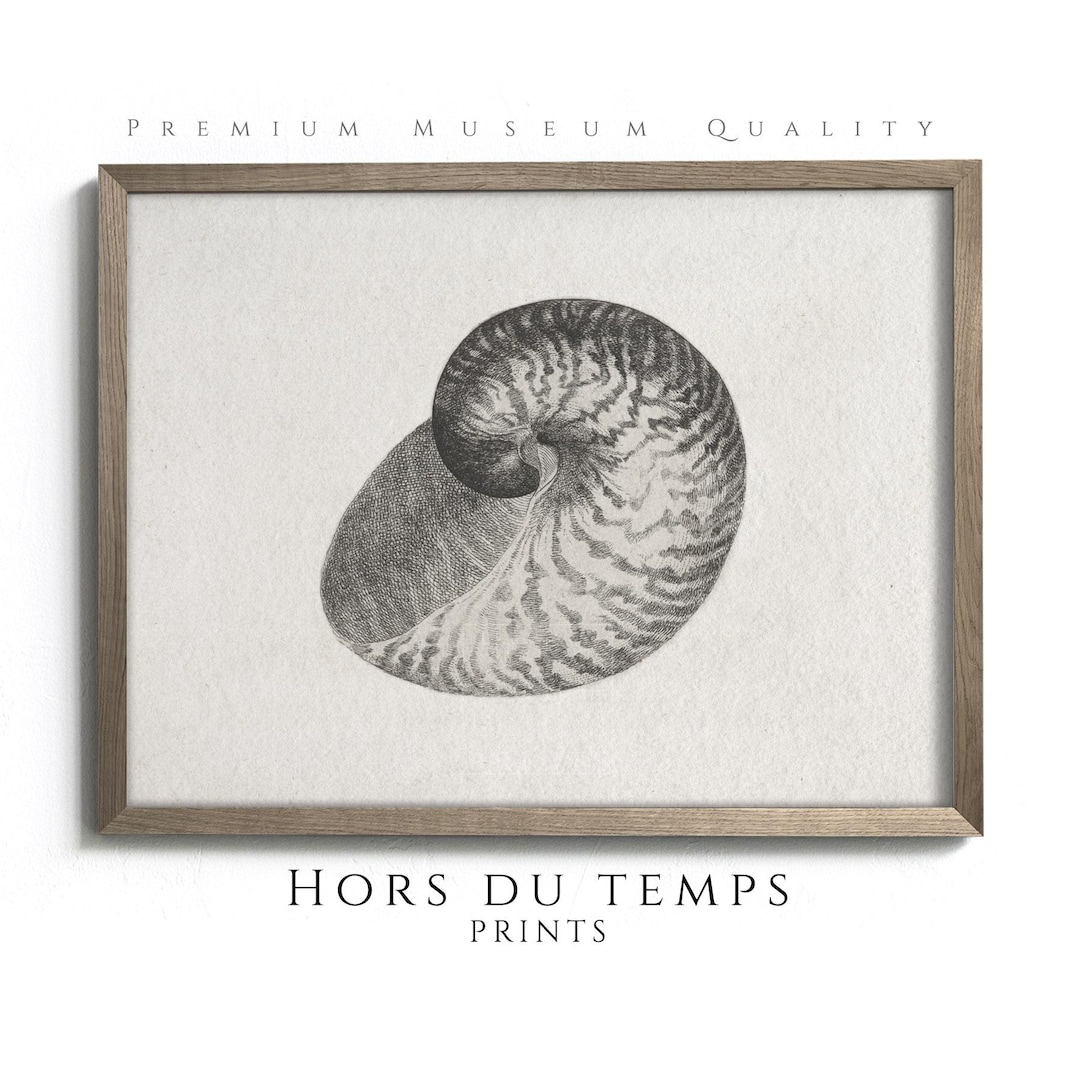 Nautilus Shell Etching, Ocean Treasure PRINTABLE Vintage Art, Conch ...