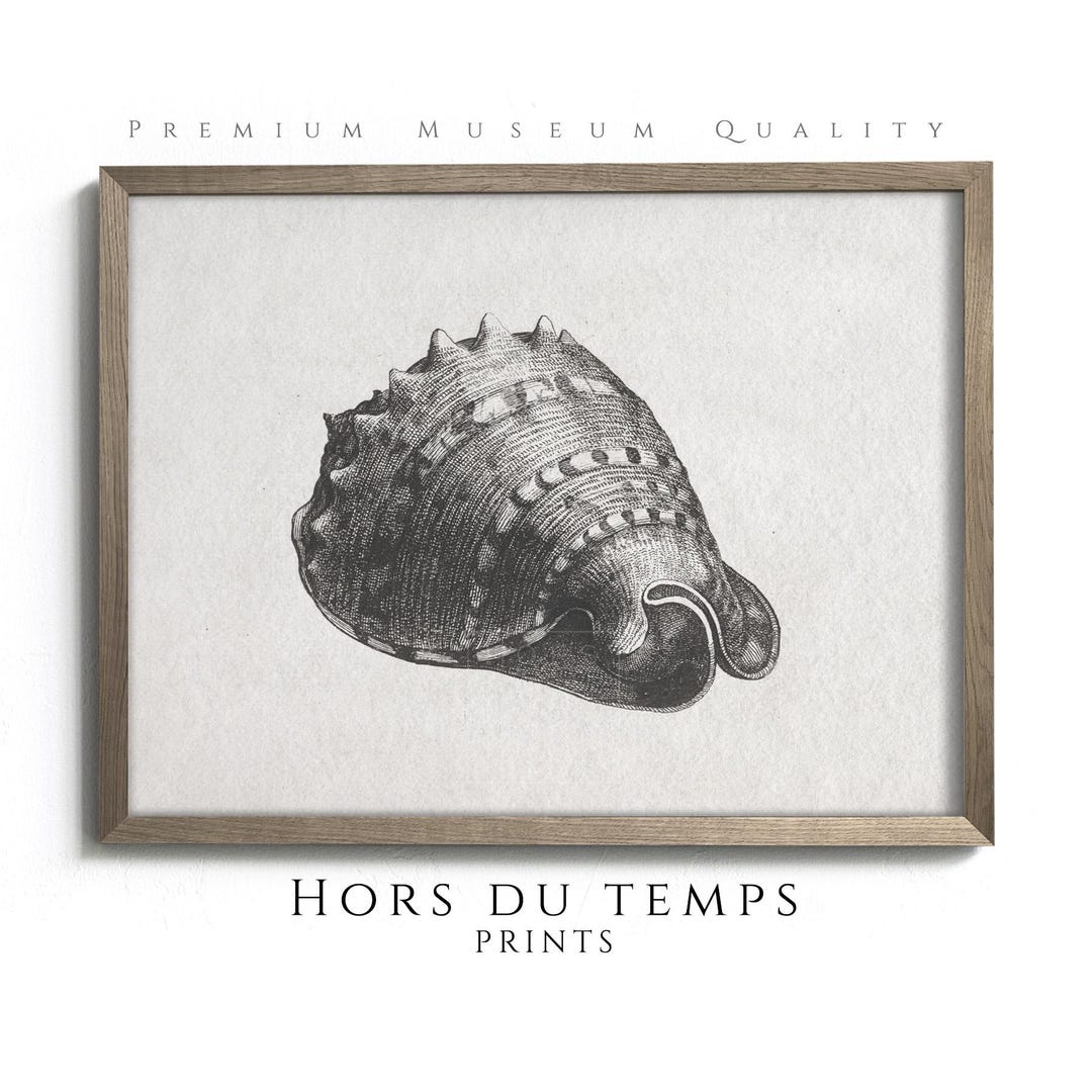 Conch Shell Sketch, PRINTABLE Vintage Art, Etching of a Seashell, Sea ...