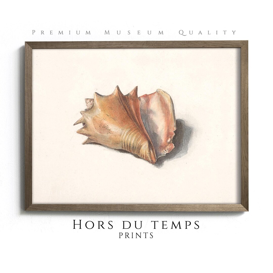 Orange Conch Shell Sketch, PRINTABLE Vintage Art, Pencil Drawing of ...