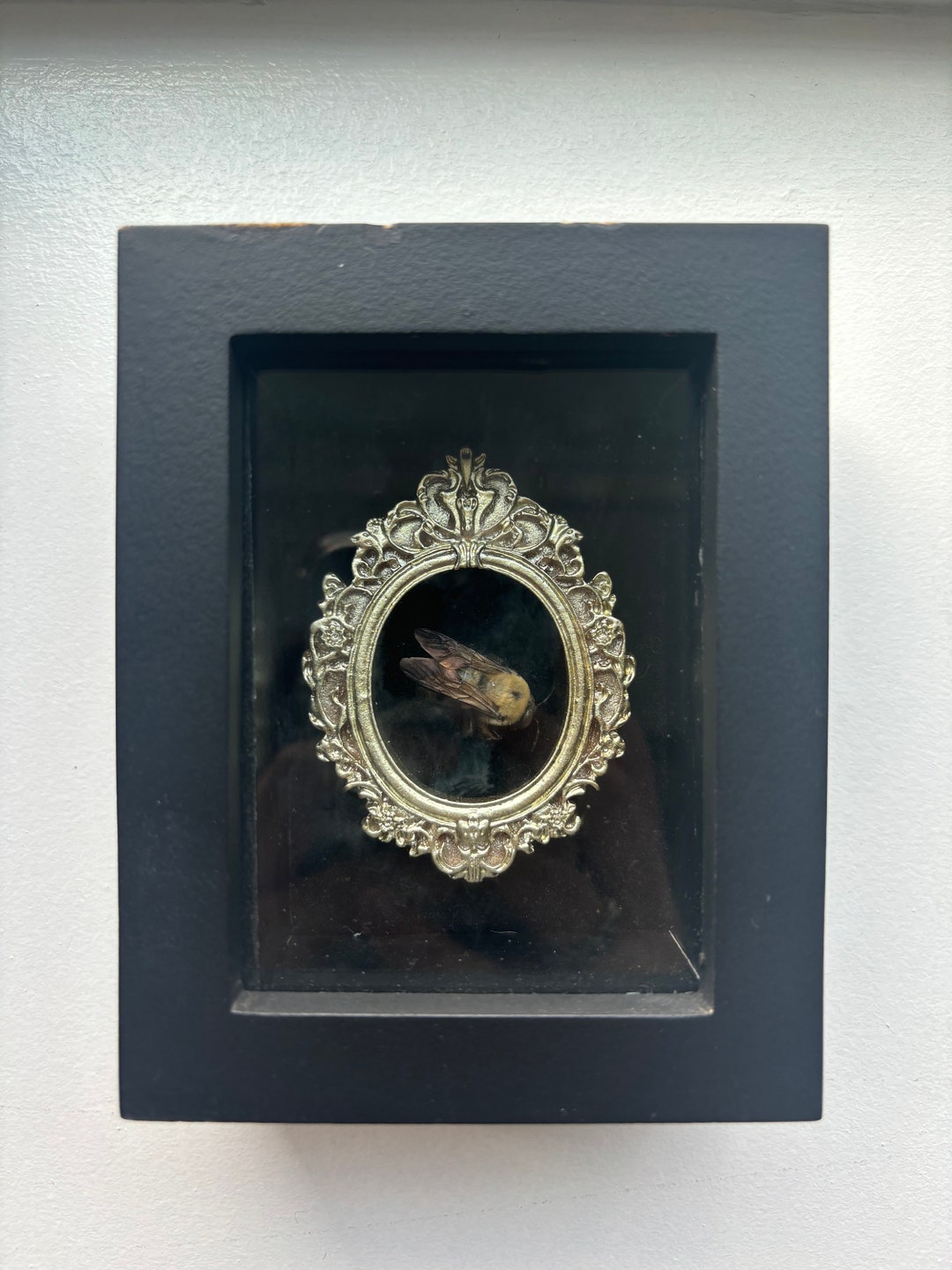 Sleepy Bee Eastern Carpenter Bee Shadowbox - Etsy