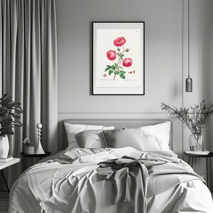Vintage Botanical Illustration of Red Roses | Classic Floral Art ...