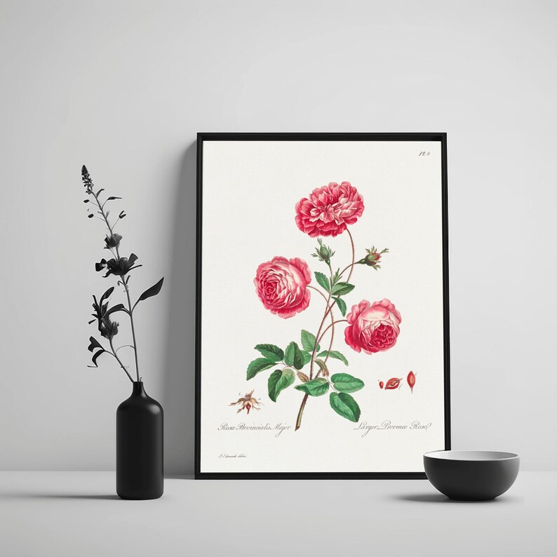 Vintage Botanical Illustration of Red Roses | Classic Floral Art ...