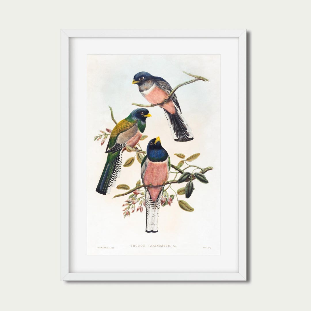 Colorful Trogon Birds | Vintage Ornithology Print | PRINTABLE Digital ...