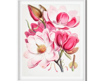 Magnolia (1886) – High Resolution Art Print – Vintage Flower ...