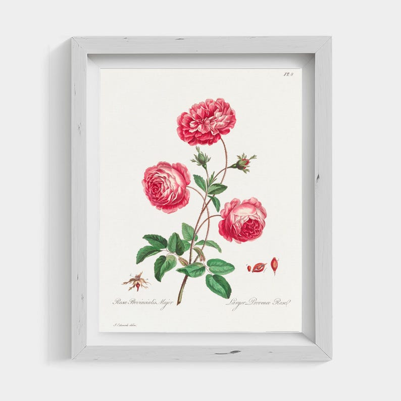 Vintage Botanical Illustration of Red Roses | Classic Floral Art ...