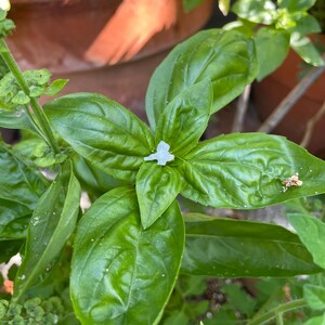 Sweet Basil/italian Basil Seeds - Etsy