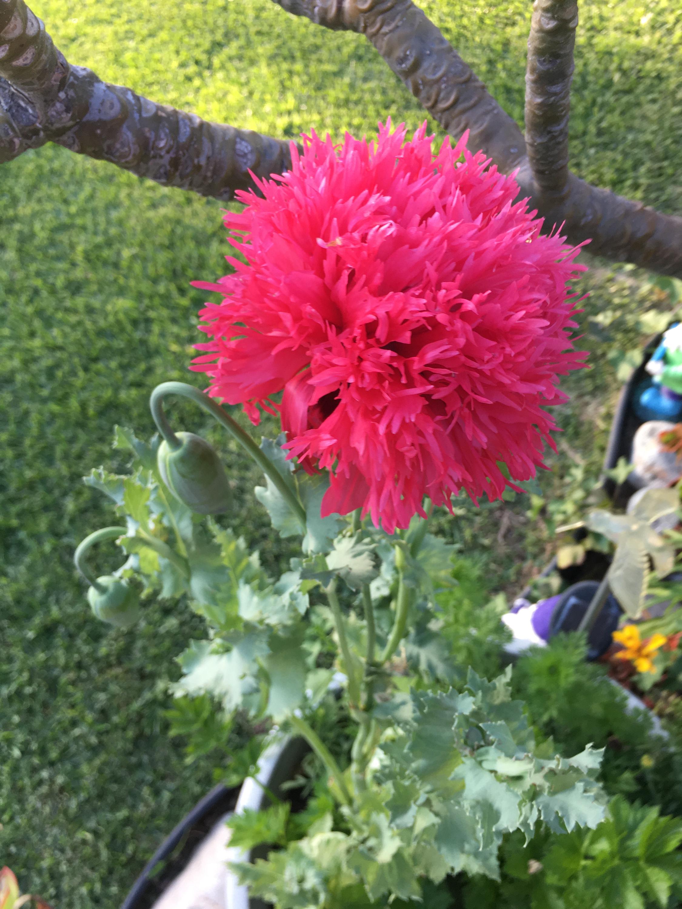 Pink Double Poppy Flower Seeds - Etsy