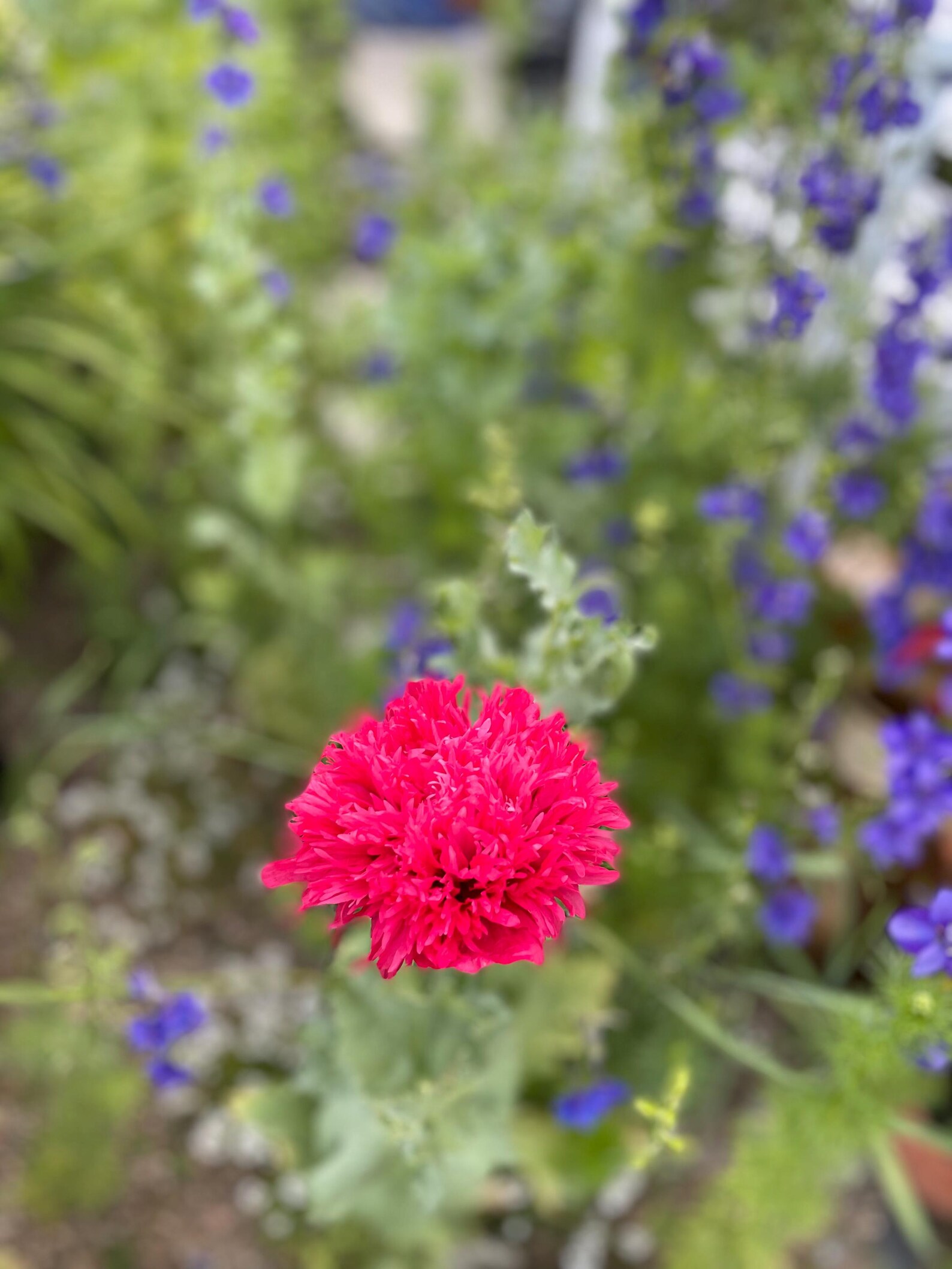 Pink Double Poppy Flower Seeds - Etsy