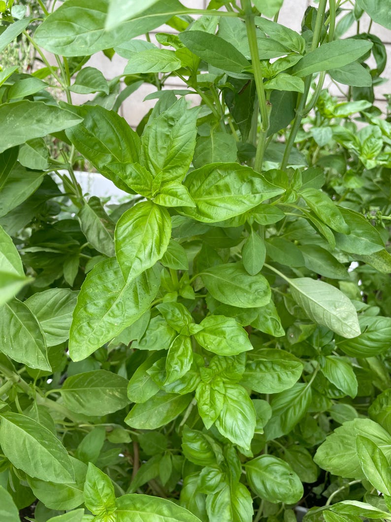Sweet Basil/italian Basil Seeds - Etsy