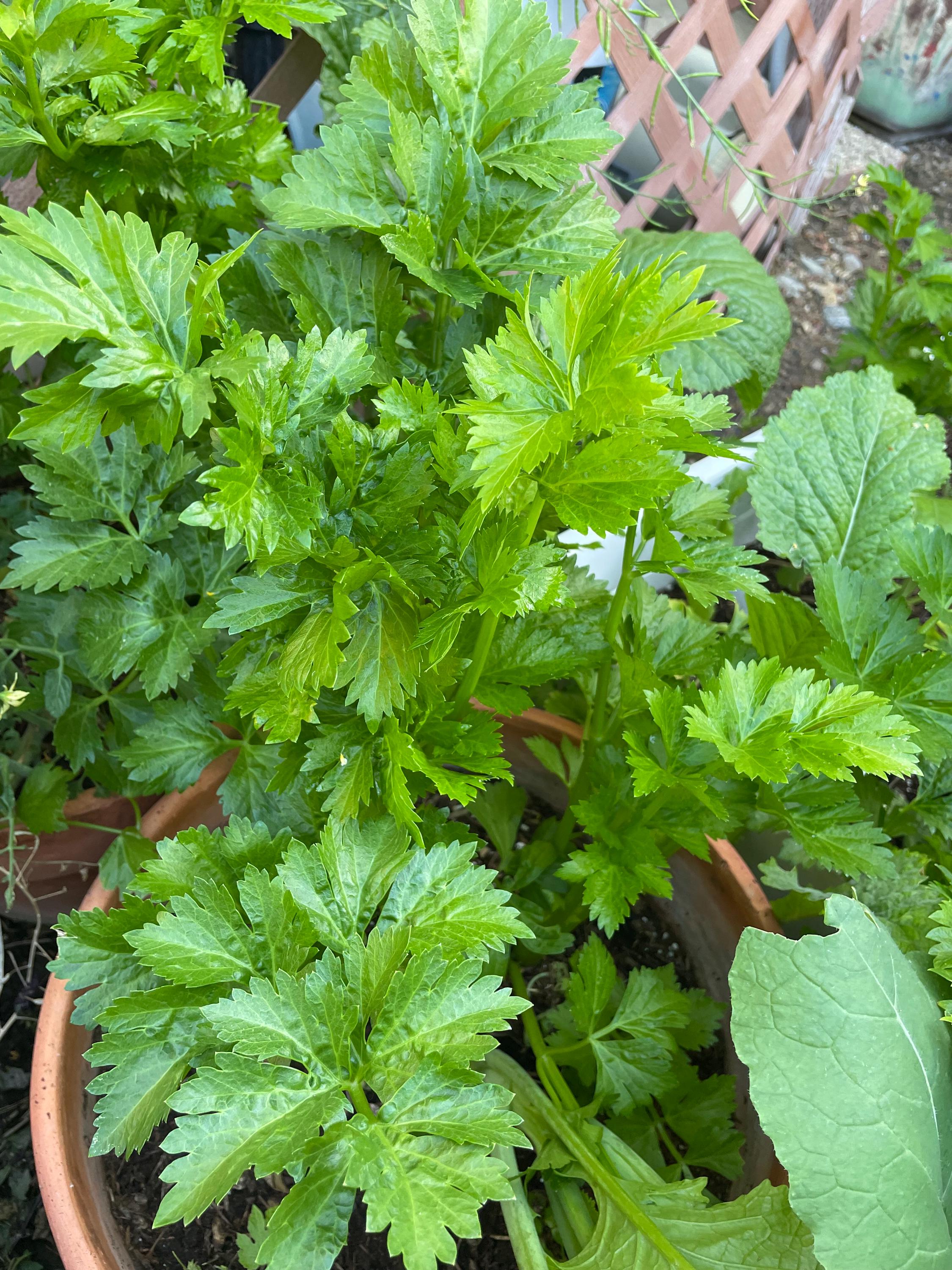 Celery Seeds: Easy Grower, Pesticide-free - Etsy