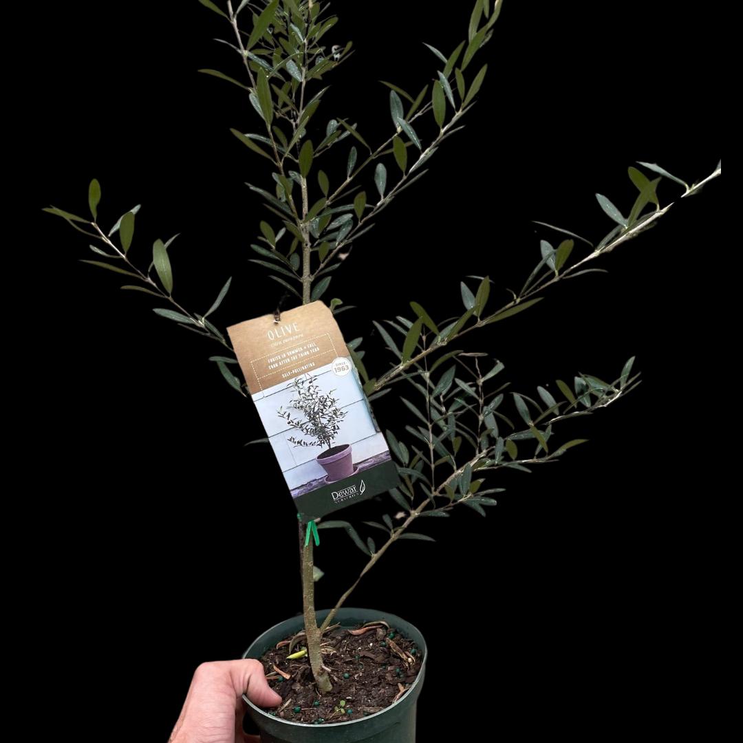 Common Olive Tree (olea Europaea) - Etsy
