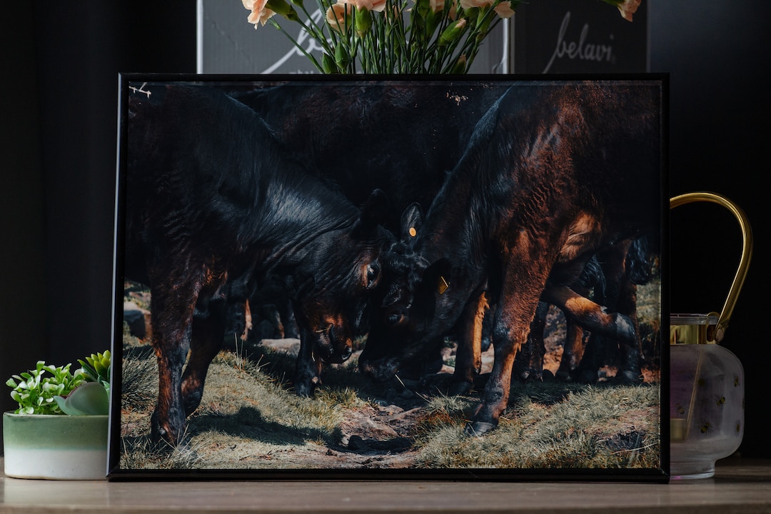 Wildlife Photography, Cow, Farm, Cinematic, Print - Etsy