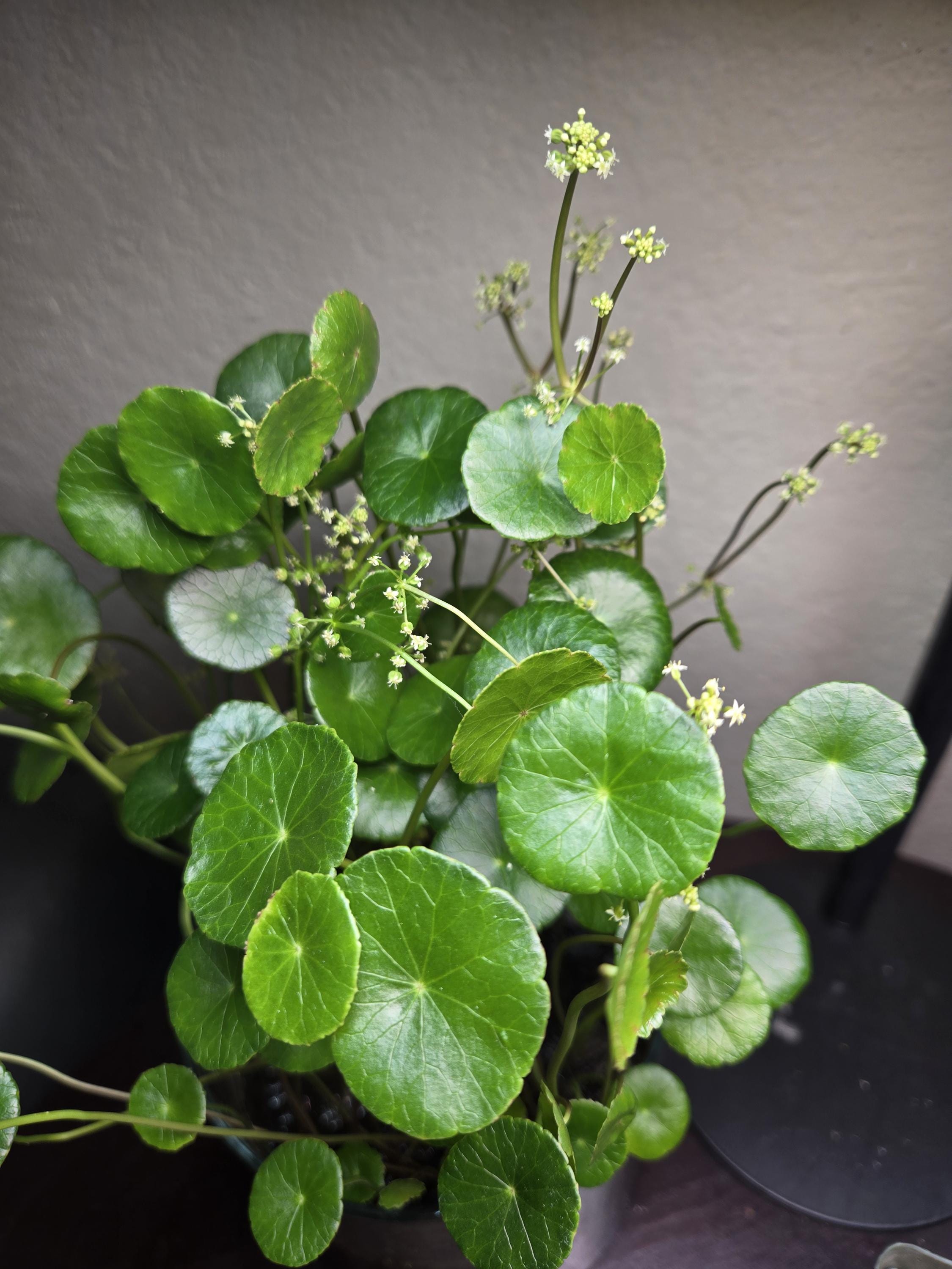Hydrocotyle Pennywort Plant: Easy Grow Aquarium Ground Cover - Etsy