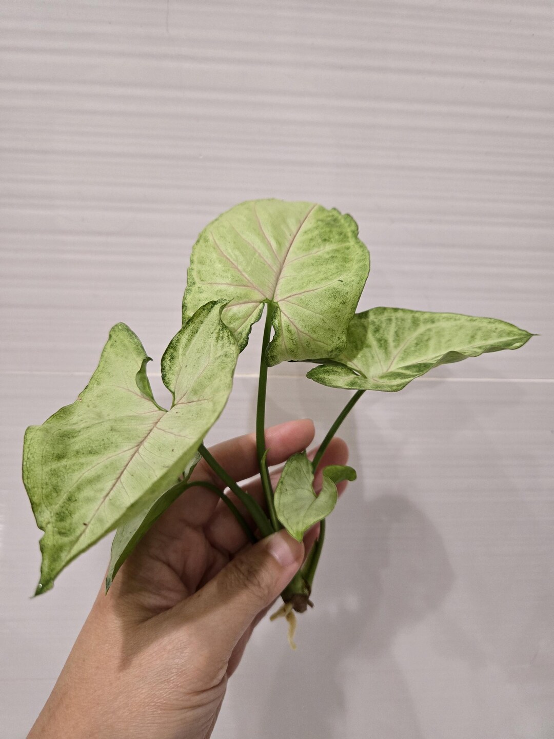 Live Syngonium ‘berry Allusion’ Rooted Cutting | Arrowhead Plant | Easy ...