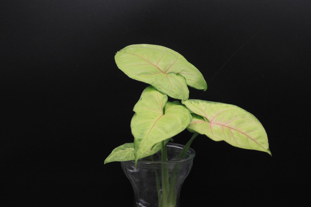 Live Syngonium ‘berry Allusion’ Rooted Cutting | Arrowhead Plant | Easy ...