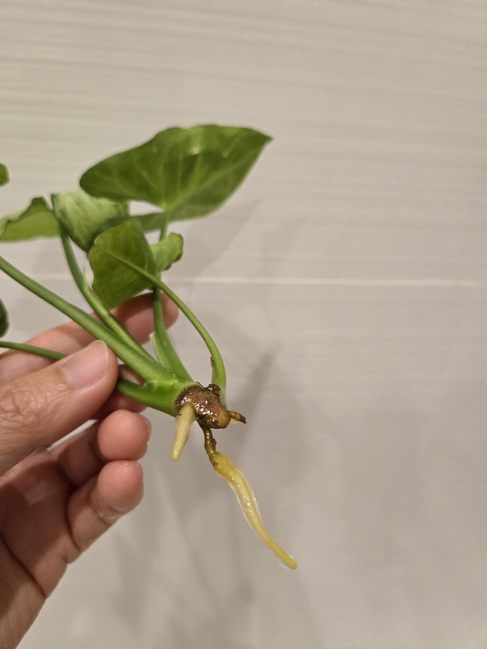 Live Syngonium ‘berry Allusion’ Rooted Cutting | Arrowhead Plant | Easy ...