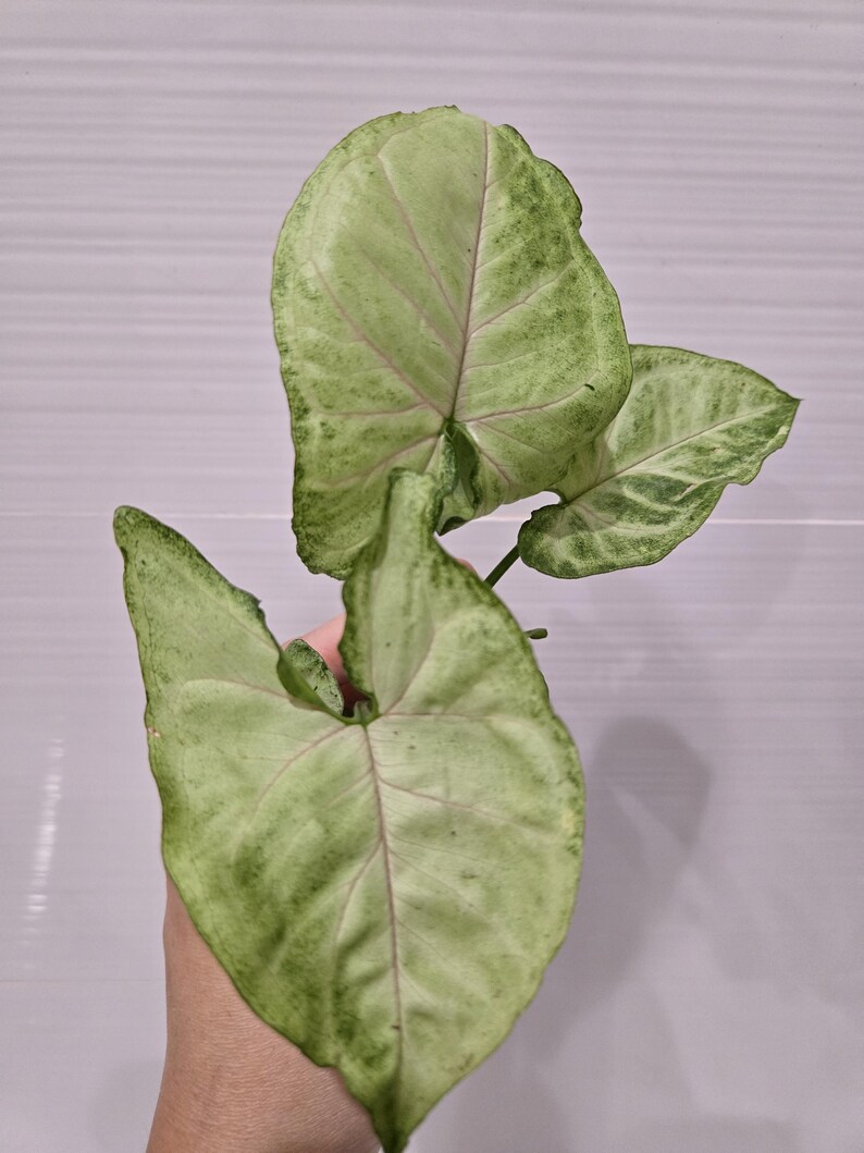 Live Syngonium ‘berry Allusion’ Rooted Cutting | Arrowhead Plant | Easy ...