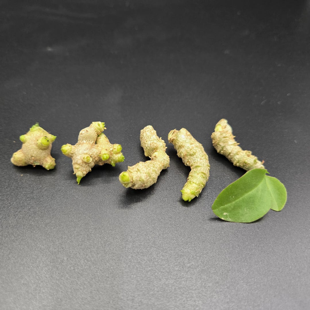 Madeira Vine Aerial Tubers (5 Pcs) | Anredera Cordifolia | Fast Growing ...