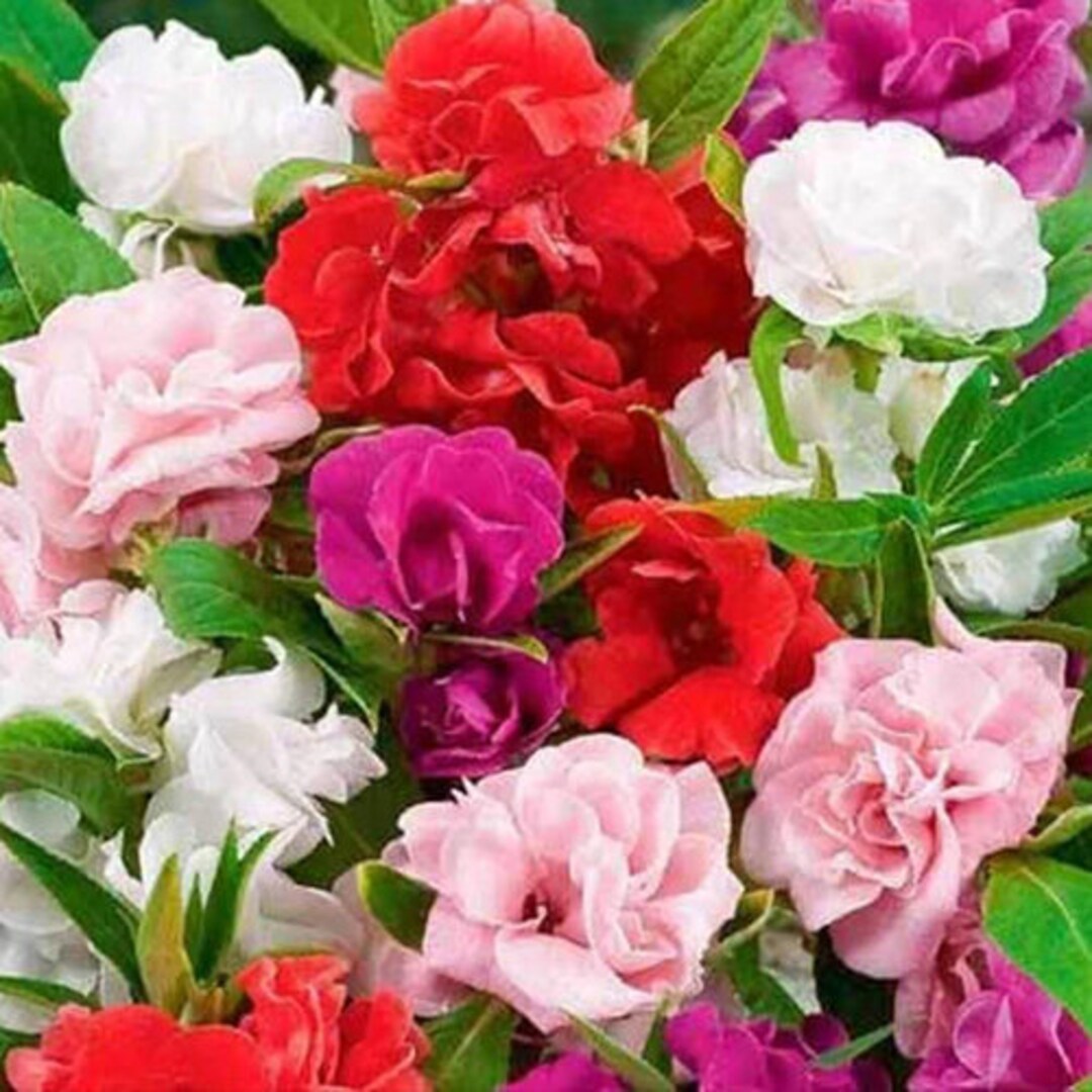 Camelia Flowered Mix Impatiens Seeds | Impatiens Balsamina | Non-gmo ...