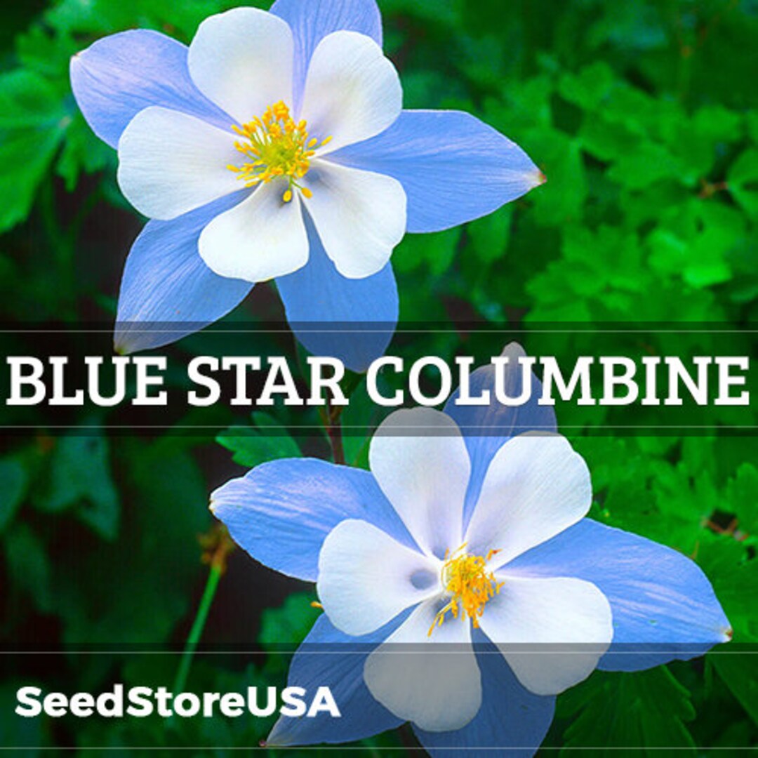 Blue Star Columbine Seeds | Aquilegia Caerulea | Non-gmo | Flower Seeds ...