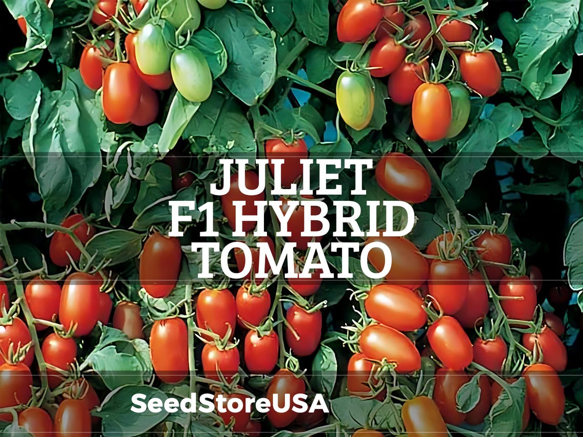 Juliet Tomato Seeds F1 Hybrid Heirloom Non Gmo Solanum
