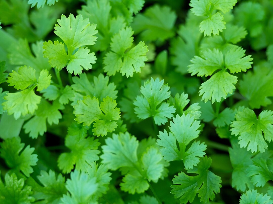 Santo Cilantro/coriander Seeds | Heirloom - Non-gmo | Coriandrum ...