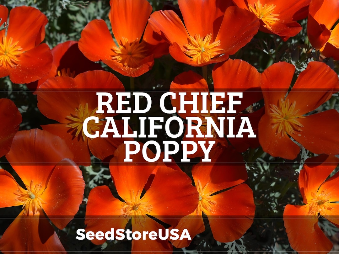 Red Chief California Poppy Seeds | Eschscholzia Californica | Non-gmo ...