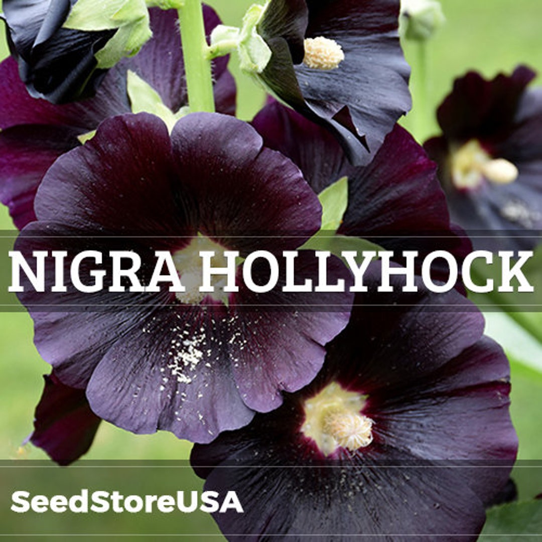 Nigra Hollyhock Seeds | Black Hollyhock | Alcea Rosea | Non-gmo | Seed Store | 1193 - Etsy