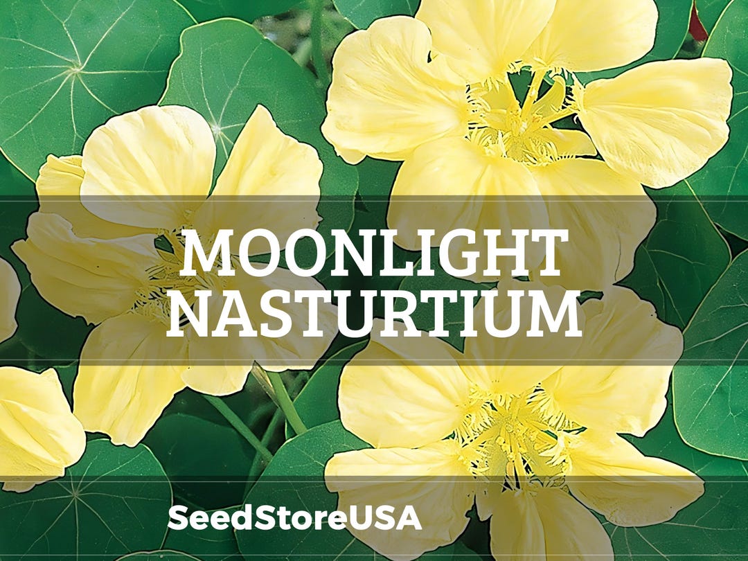 Moonlight Nasturtium Seeds | Tropaeolum Lobbianum | Non-gmo | Flower ...