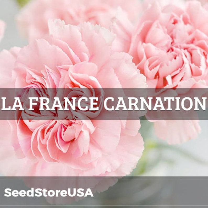 La France Carnation Seeds Dianthus Caryophyllus Non-gmo Flower Seeds ...