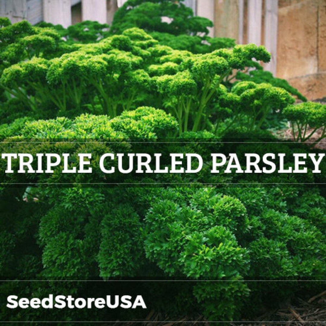 Triple Curled Parsley Seeds | Heirloom - Non-gmo | Petroselinum Crispum ...