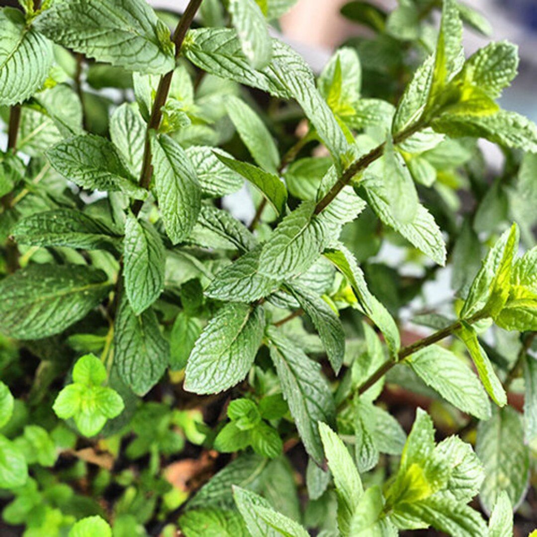 Peppermint Seeds | Heirloom - Non-gmo | Mentha Piperita | Herb Seeds ...