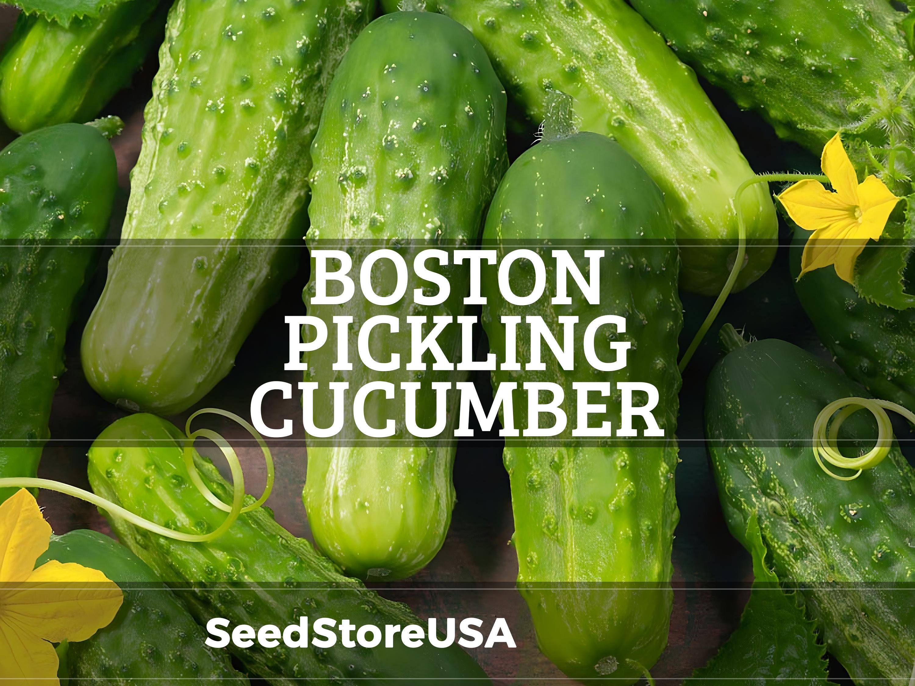 Boston Pickling Cucumber Seeds | Heirloom / Non-gmo | Cucumis Sativus ...