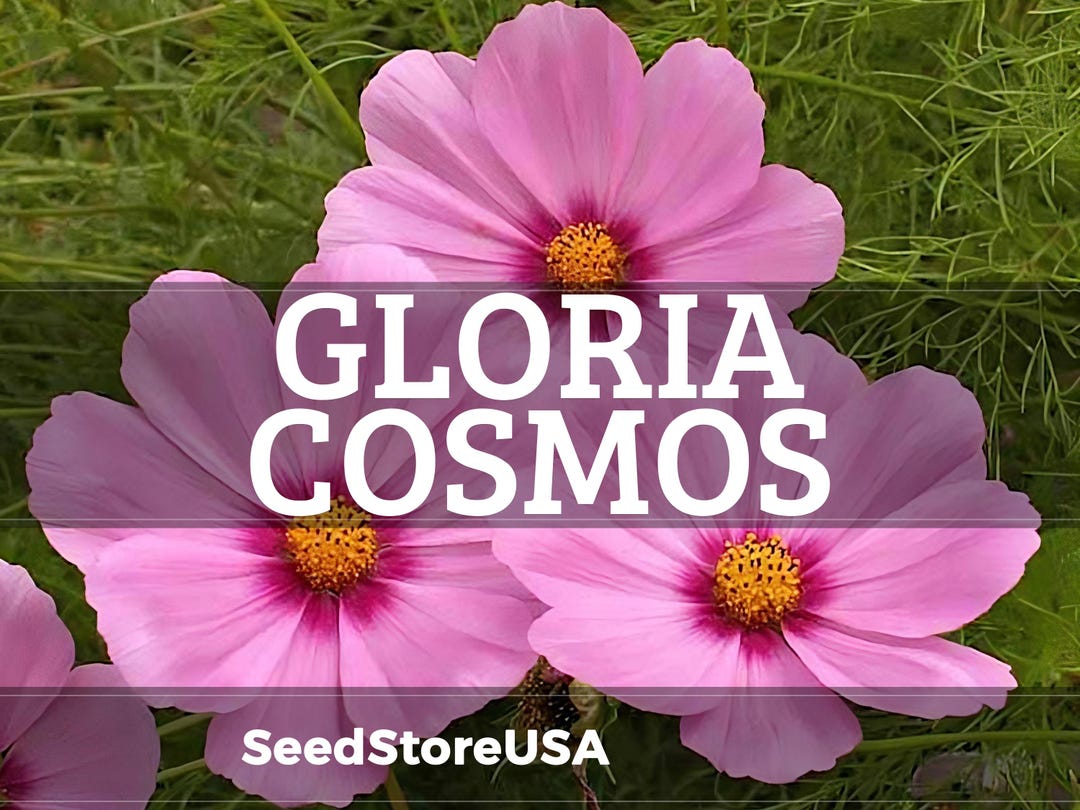 Gloria Cosmos Seeds | Cosmos Bipinnatus | Non-gmo | Flower Seeds | Seed ...