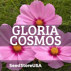 Gloria Cosmos Seeds | Cosmos Bipinnatus | Non-gmo | Flower Seeds | Seed ...