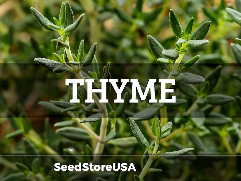 Thyme Seeds | Heirloom - Non-gmo | Thymus Vulgaris | Seed Store | Herb ...
