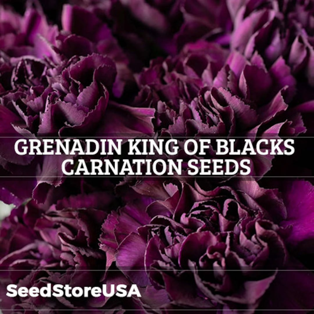 Grenadin King of Blacks Carnation Seeds | Dianthus Caryophyllus | Non ...