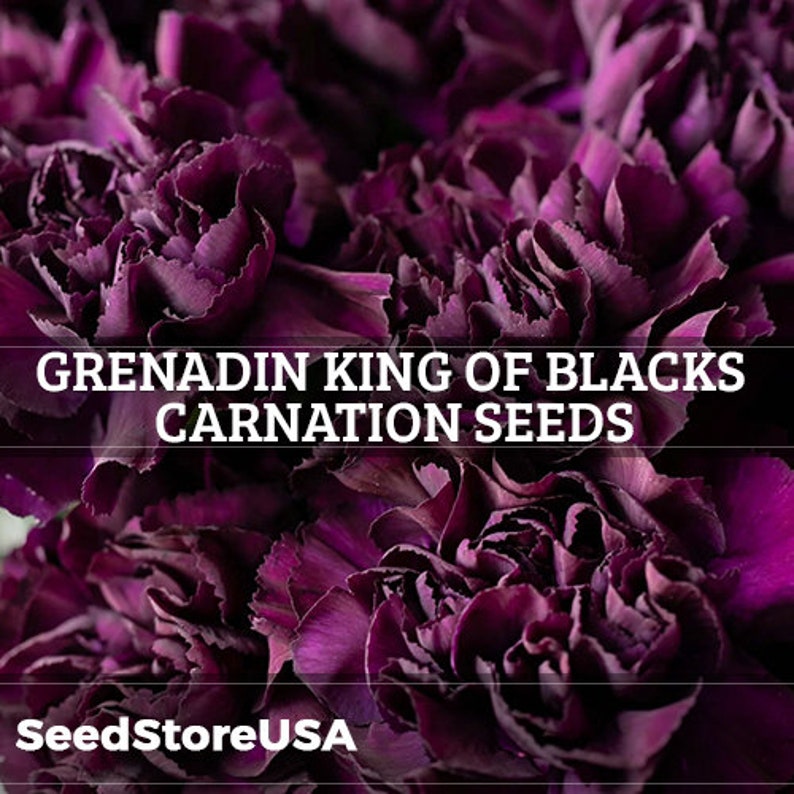 Grenadin King of Blacks Carnation Seeds Dianthus Caryophyllus Non-gmo ...