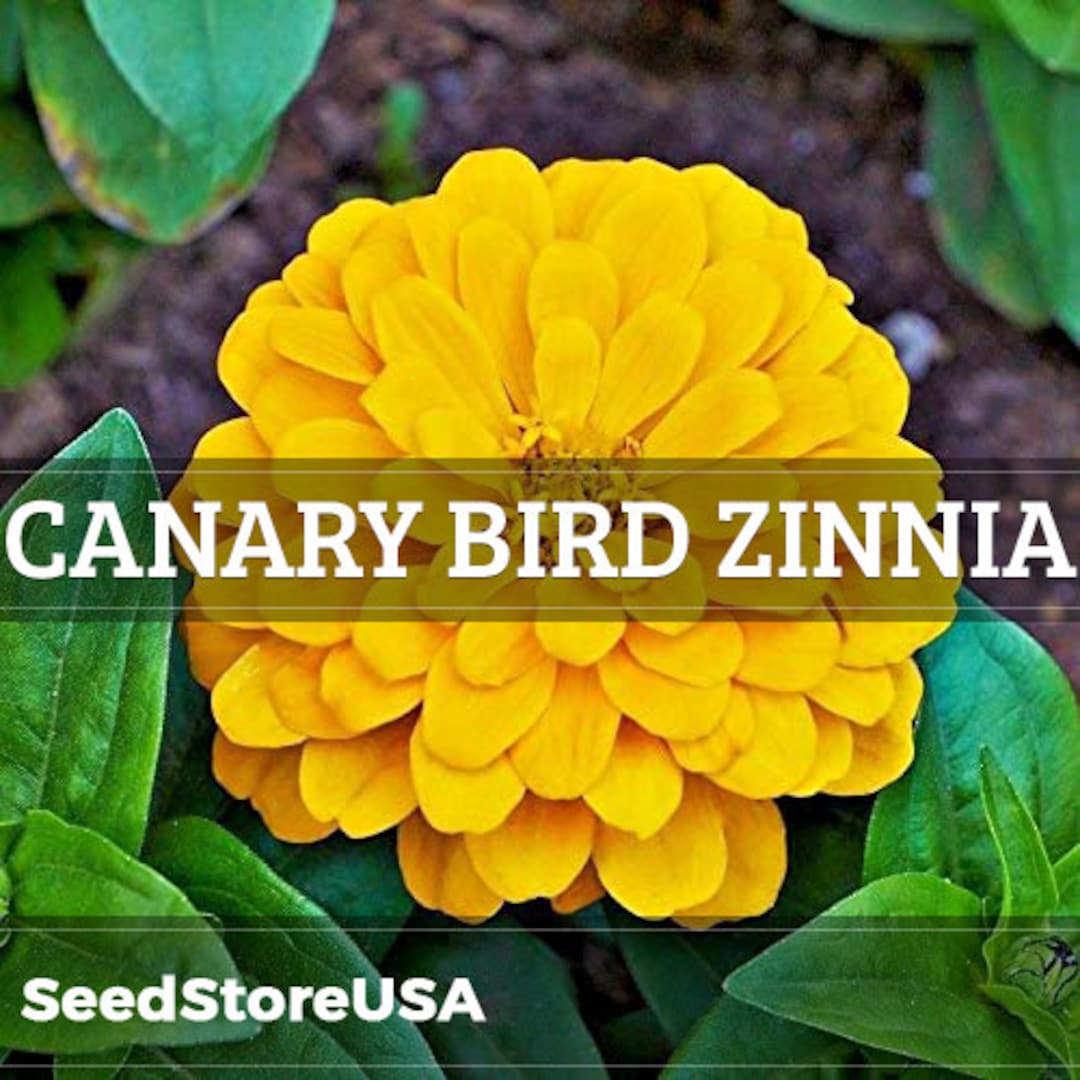 Canary Bird Zinnia Seeds | Zinnia Elegans | Non-gmo | Flower Seeds ...