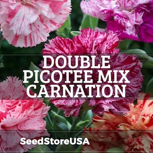 Double Picotee Mix Carnation Seeds | Dianthus Caryophyllus | Non-gmo ...