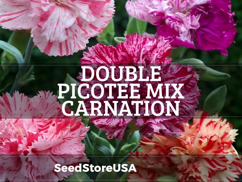 Double Picotee Mix Carnation Seeds | Dianthus Caryophyllus | Non-gmo ...