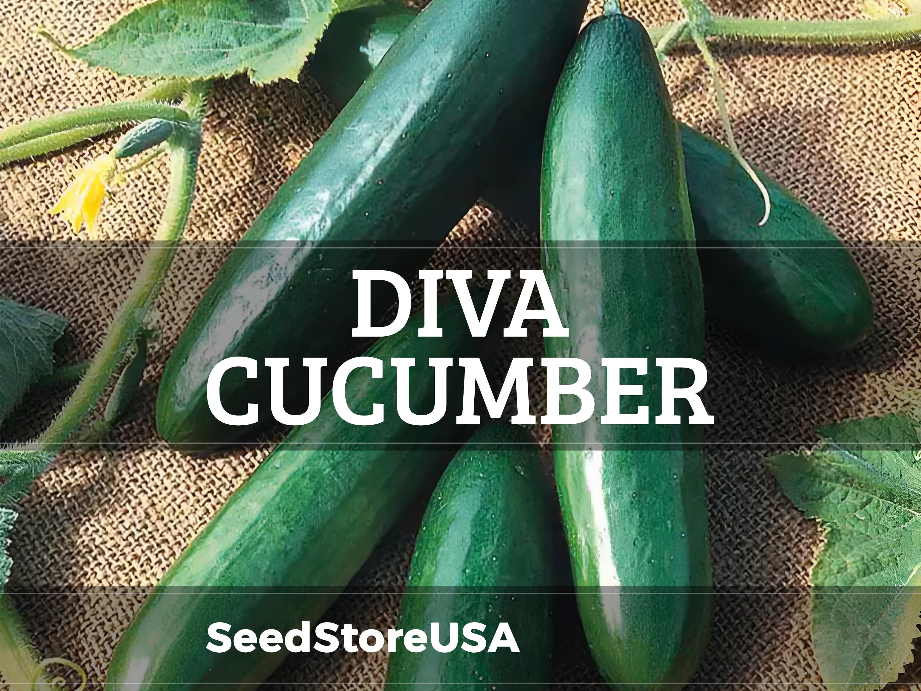 Diva Cucumber Seeds | 2002 AAS Winner | F1 Hybrid / Non-gmo | Cucumis ...