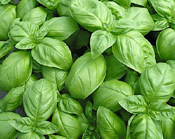 Genovese Basil Ocimum Basilicum Heirloom Non GMO Seeds - Etsy