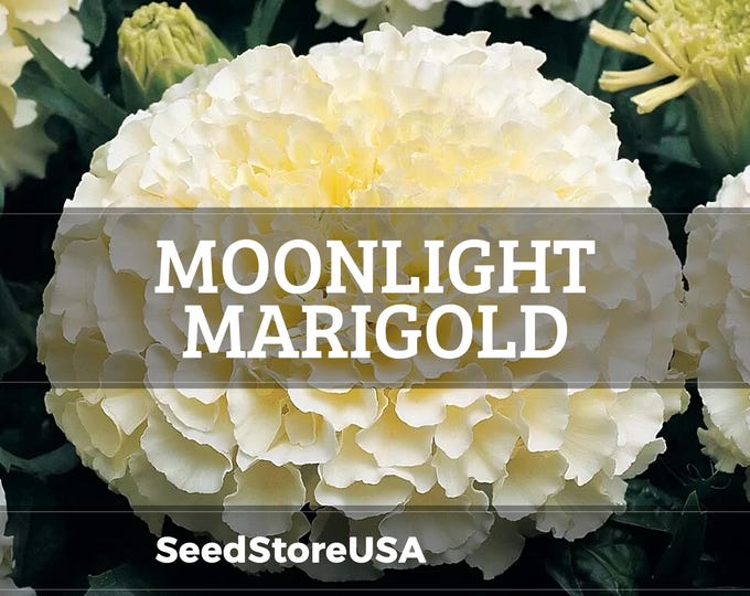 Snowstorm Marigold Seeds, White Marigolds, Sweet Cream Marigold Flower ...
