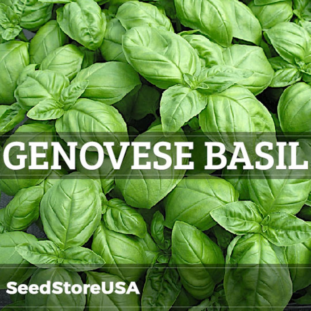 Genovese Basil Seeds | Heirloom - Non-gmo | Ocimum Basilicum | Herb Seeds | Seed Store | 1126 - Etsy