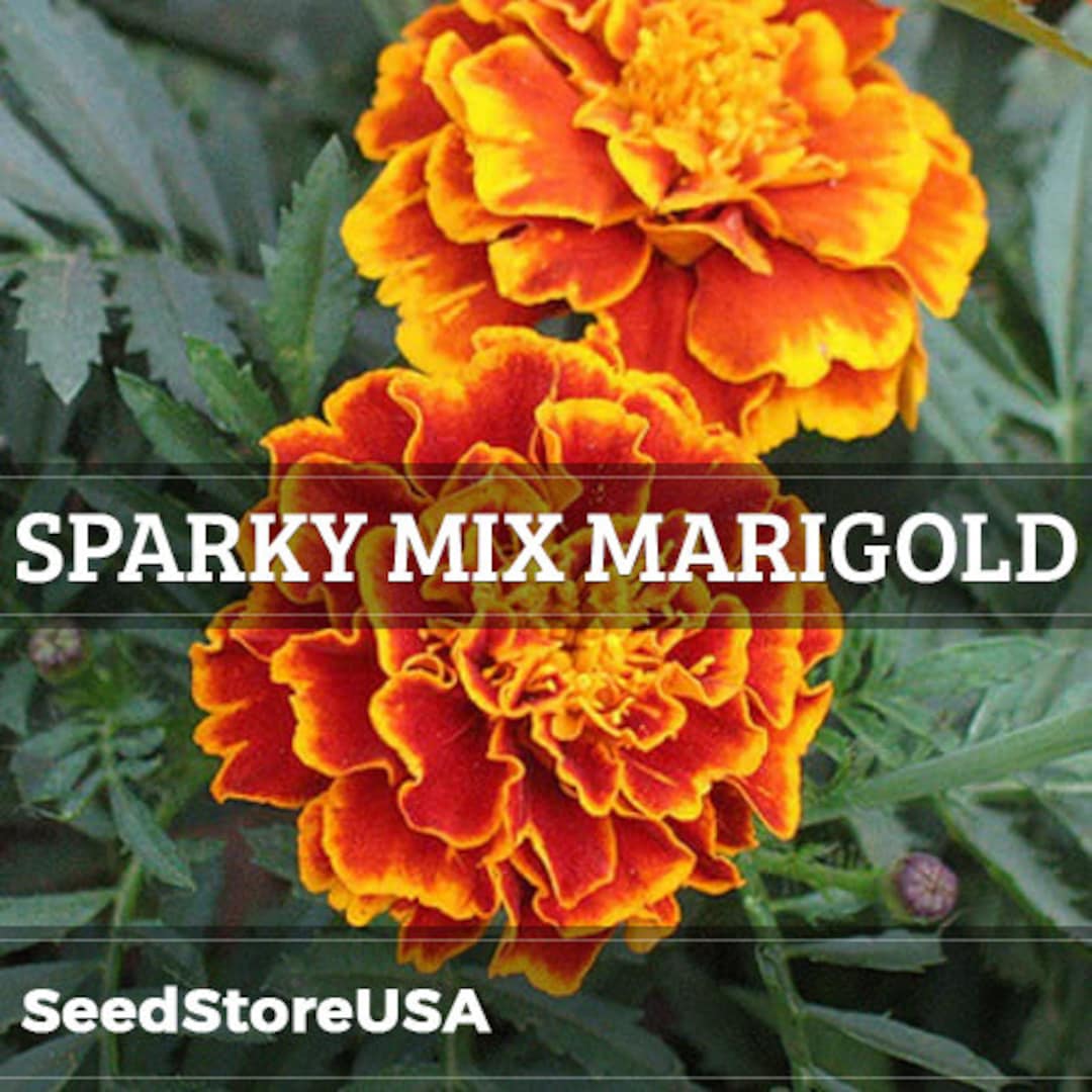 Sparky Mix Marigold Seeds | Tagetes Erecta | Non-gmo | Flower Seeds ...