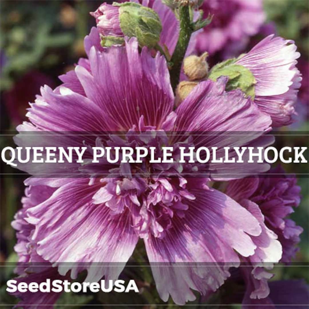 Queeny Purple Hollyhock Seeds | Alcea Rosea | Non-gmo | Flower Seeds ...